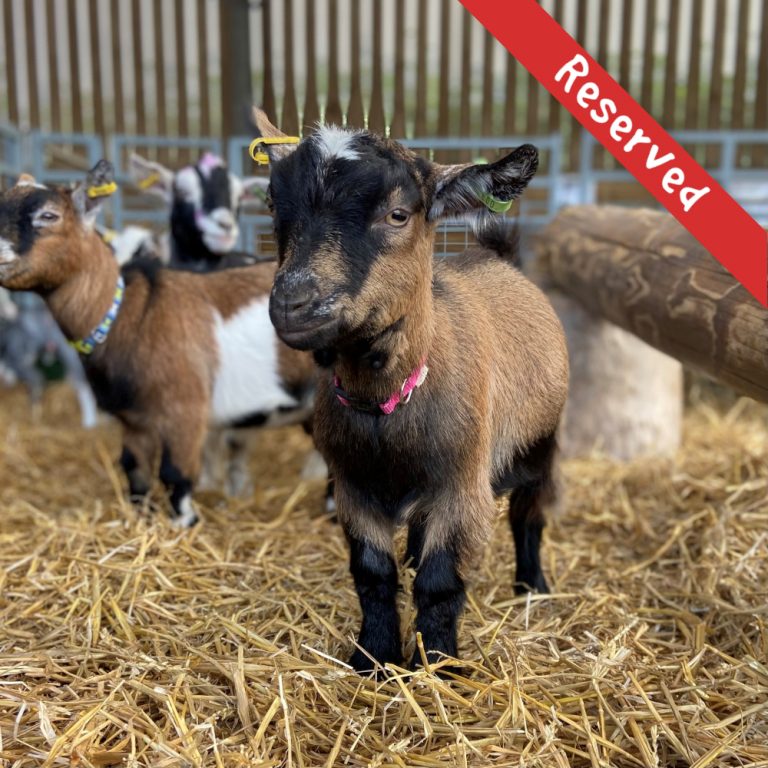 Pygmy Goats 2025 - World of Country Life