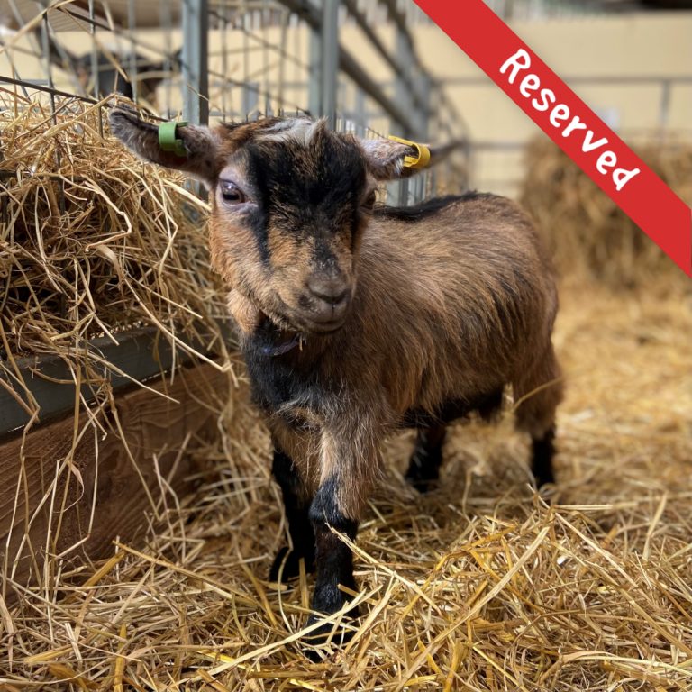 Pygmy Goats 2025 - World of Country Life