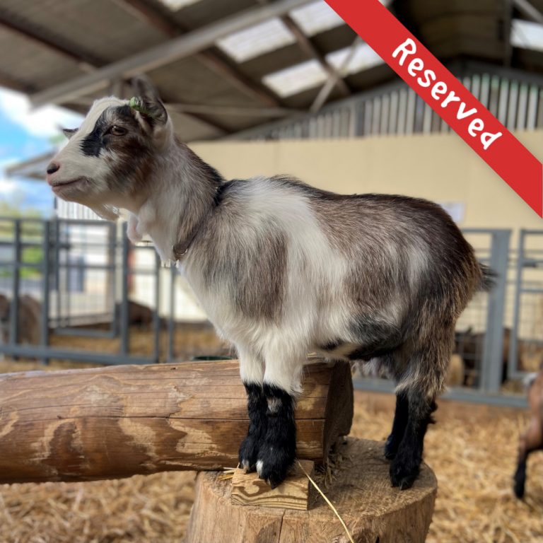 Pygmy Goats 2025 - World of Country Life